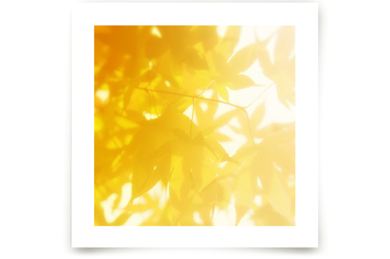 sun bathing leaves Fine Art Prints by Amy Chapman Braun | Minted
