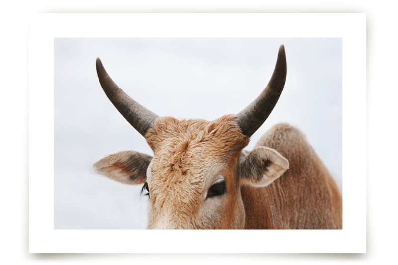 Nelly Dean Fine Art Prints by Amy Carroll | Minted