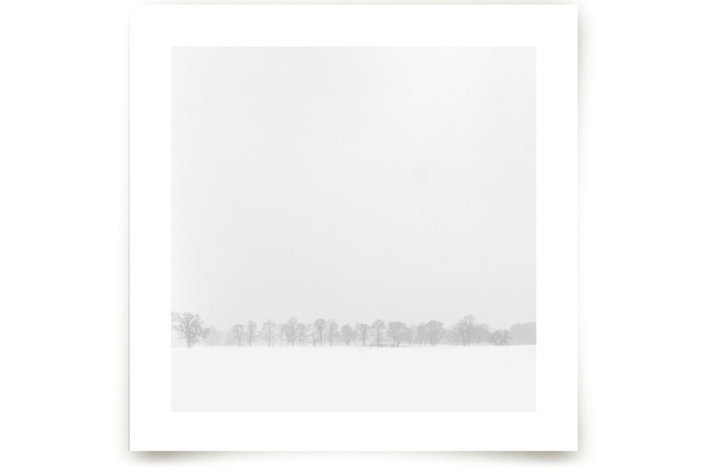 the TREES Fine Art Prints by Gail Schechter | Minted