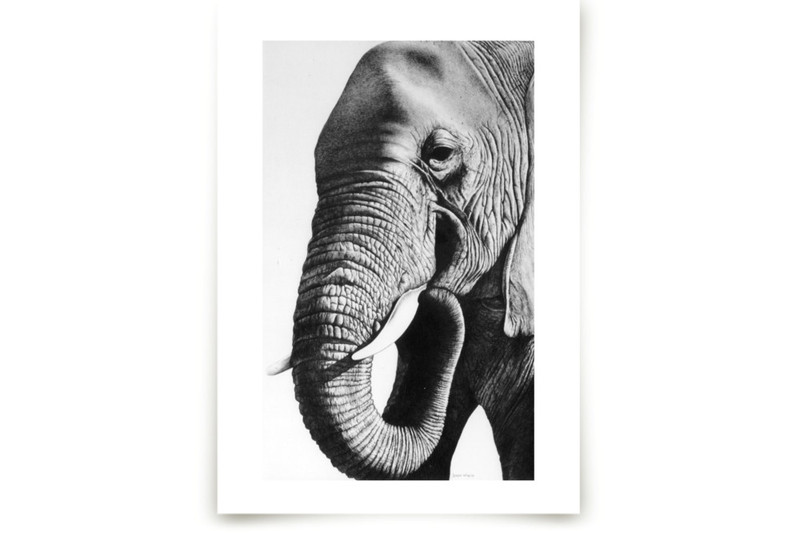 Face of an Elephant Fine Art Prints by Jerry Winick | Minted