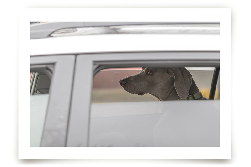 dog Fine Art Prints by Gail Schechter | Minted