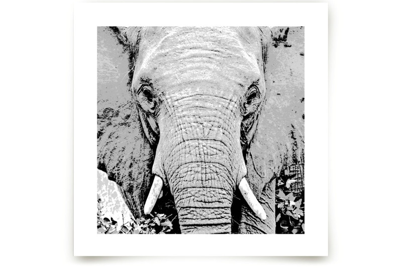mr ELEPHANT Fine Art Prints by Gail Schechter | Minted
