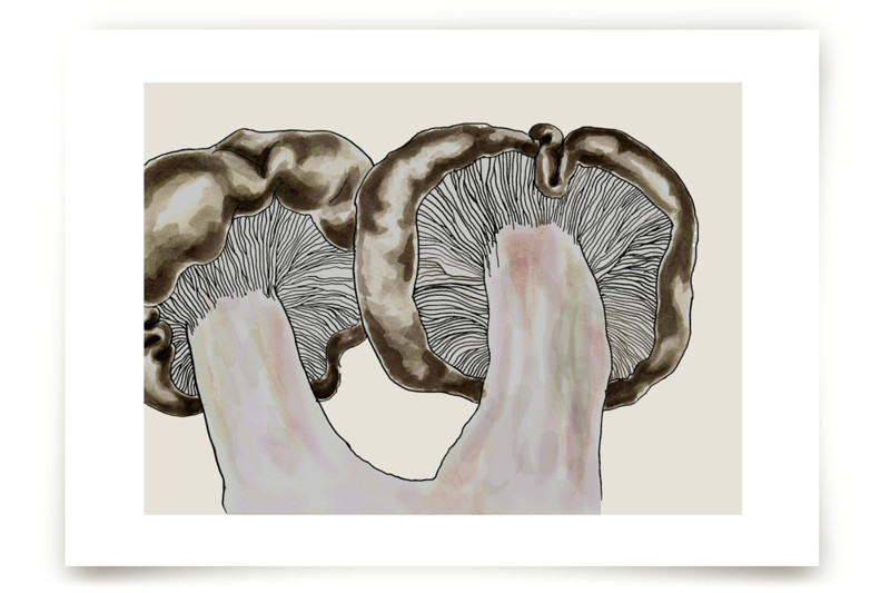Blewit Mushroom Pair Fine Art Prints by Alaine Ball | Minted