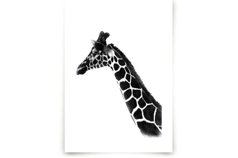 Giraffe Charcoal Drawing Fine Art Prints by Becky Nimoy | Minted