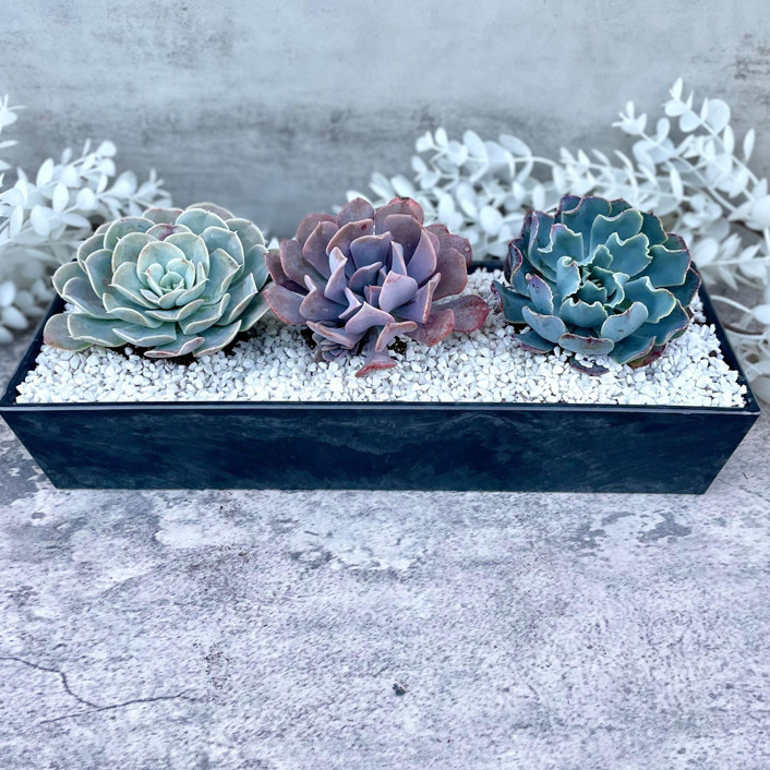 Ménage à Trois - Large Succulent Garden Box Centerpieces and Tabletop ...
