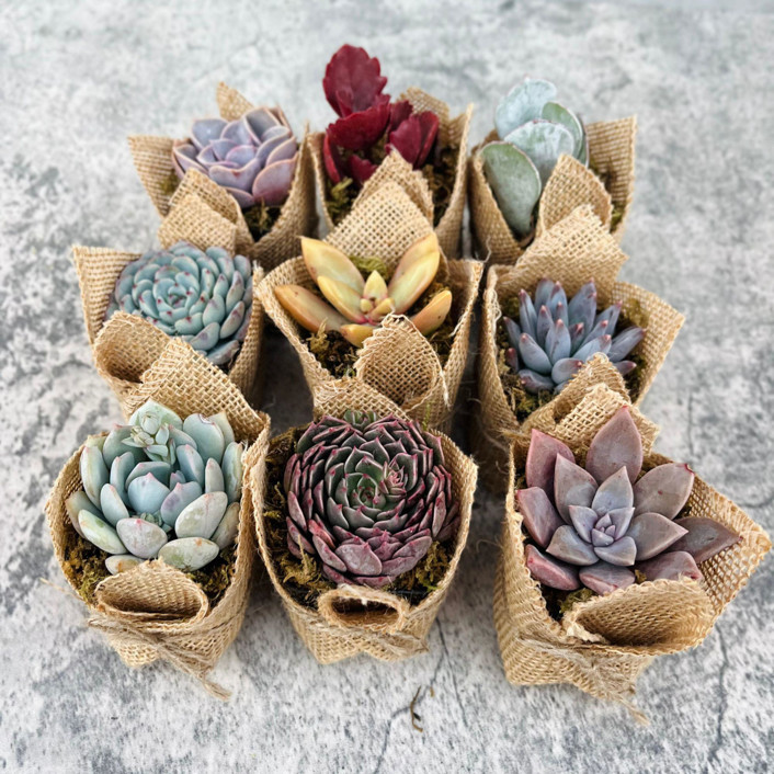 Succulent Party Favors in Burlap Favors by Surfside Succulents | Minted