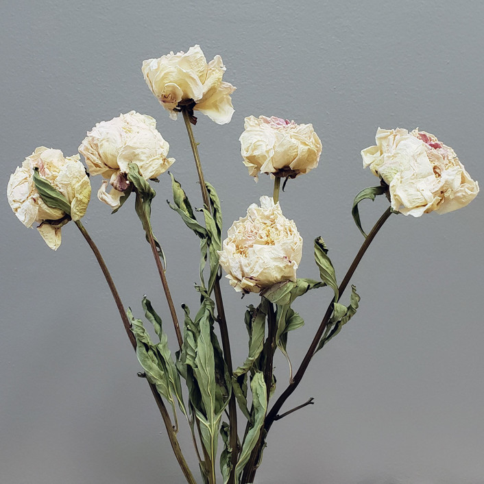 Dried Peony Flowers | 4-8stems | Blush, Light Pink, Cream Dried Florals ...