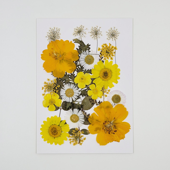 Pressed Flowers | " Sunday Moring" | Multicolor | 24 pcs Dried Florals ...
